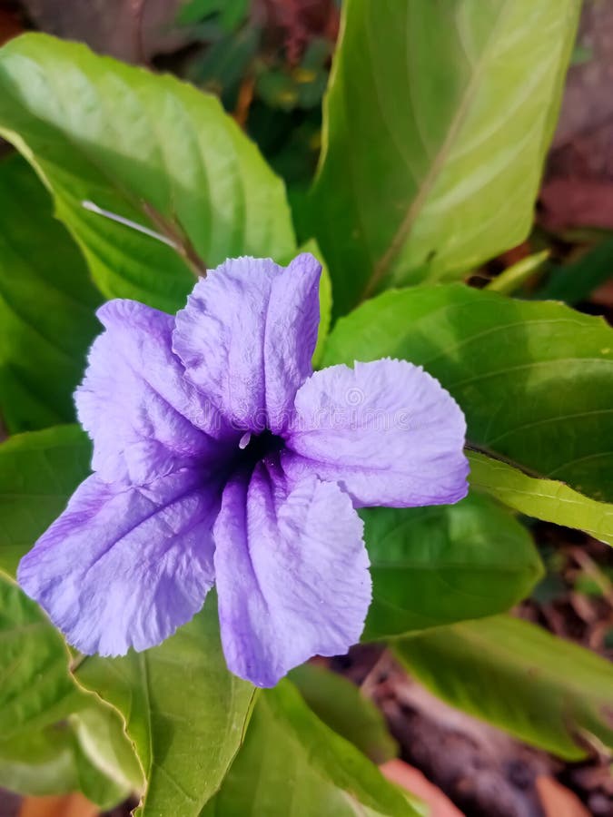 Ruellia Tuberosa is a Beautiful Bright Purple Stock Image - Image of ...