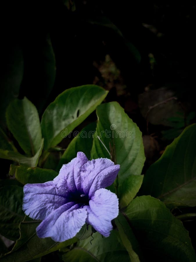 Ruellia Tuberosa is a Beautiful Bright Purple Stock Image - Image of ...