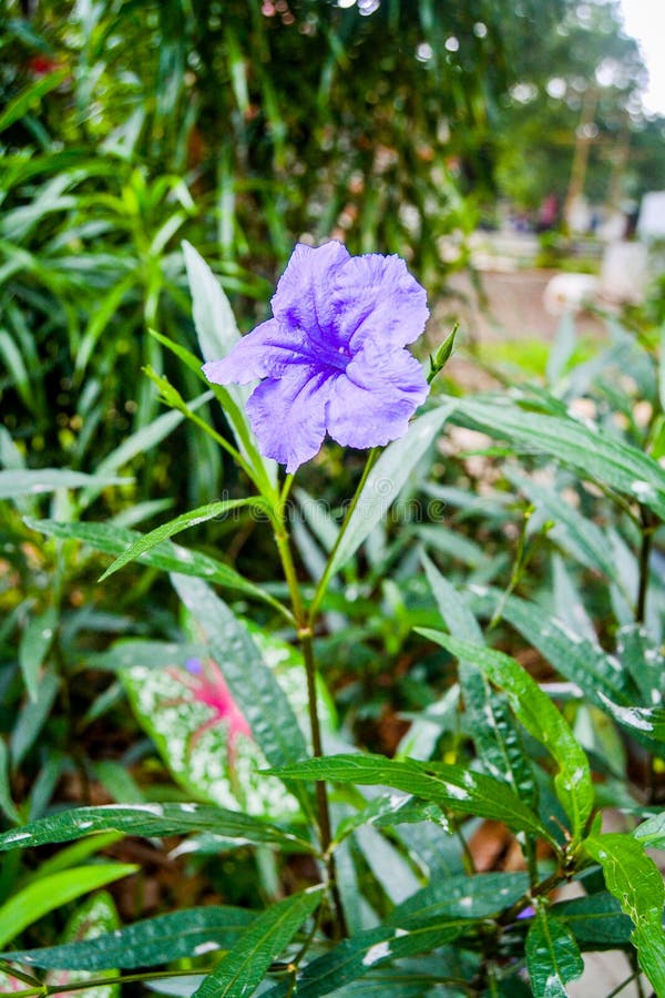 Ruellia Tuberosa, Beautiful Wild Plants Stock Image - Image of plants ...