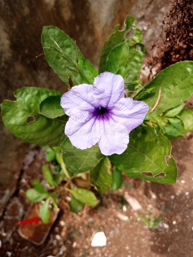 Ruellia Tuberosa Fever Root Minnieroot , Minnieroot Flower with Leaves ...