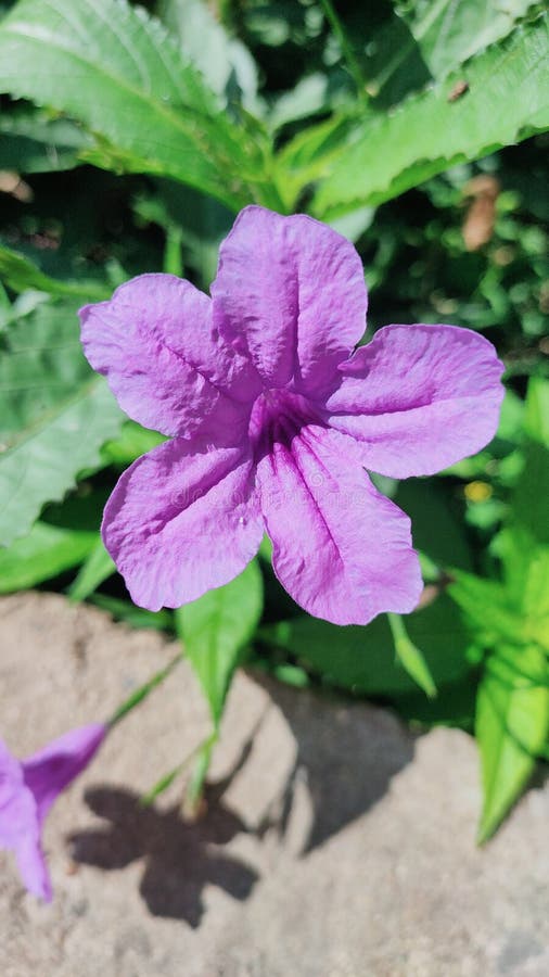 Ruellia Tuberose Flower in Purple Colour Stock Photo - Image of ...