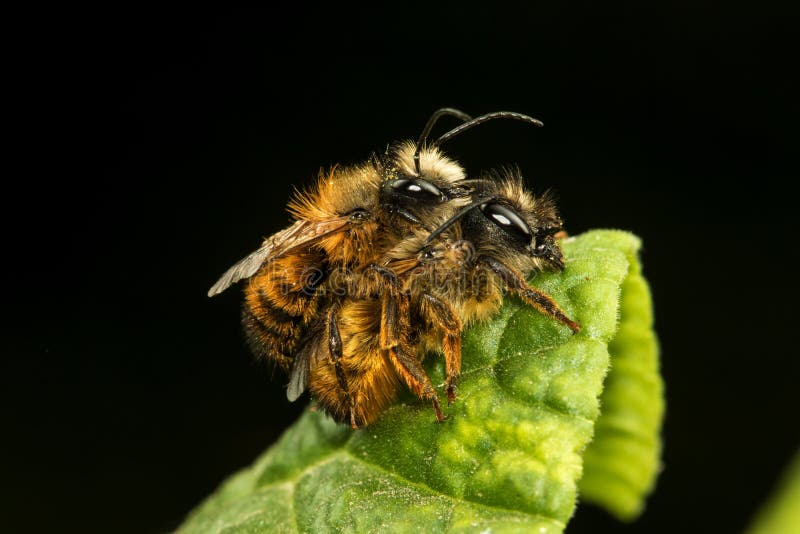 Abeilles Solitaires De Accouplement Photo stock - Image of lames ...