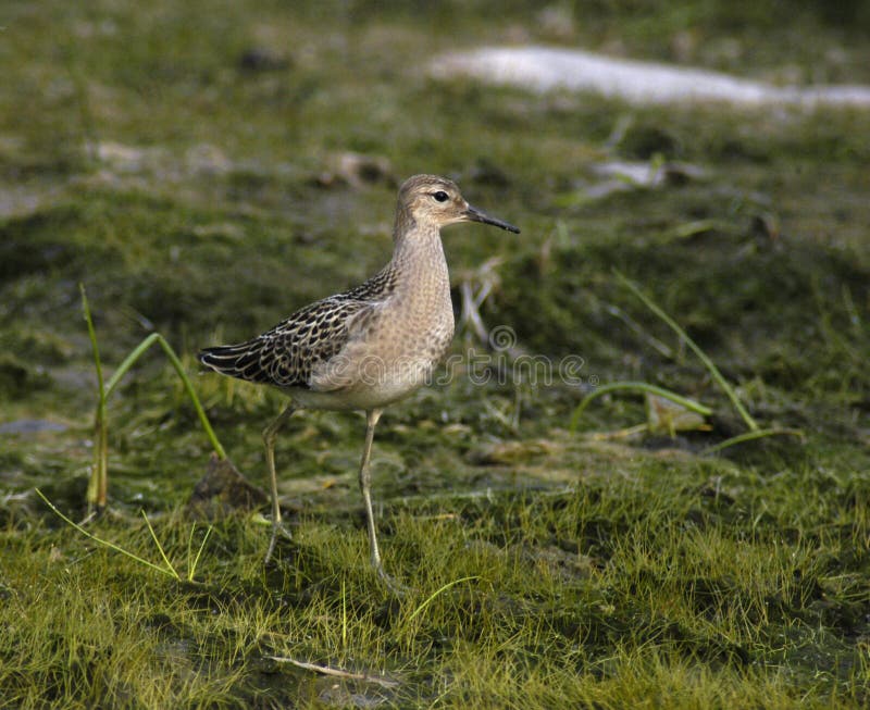 Ruff stock photo. Image of russia, ruff, wing, bird, nature - 1337206
