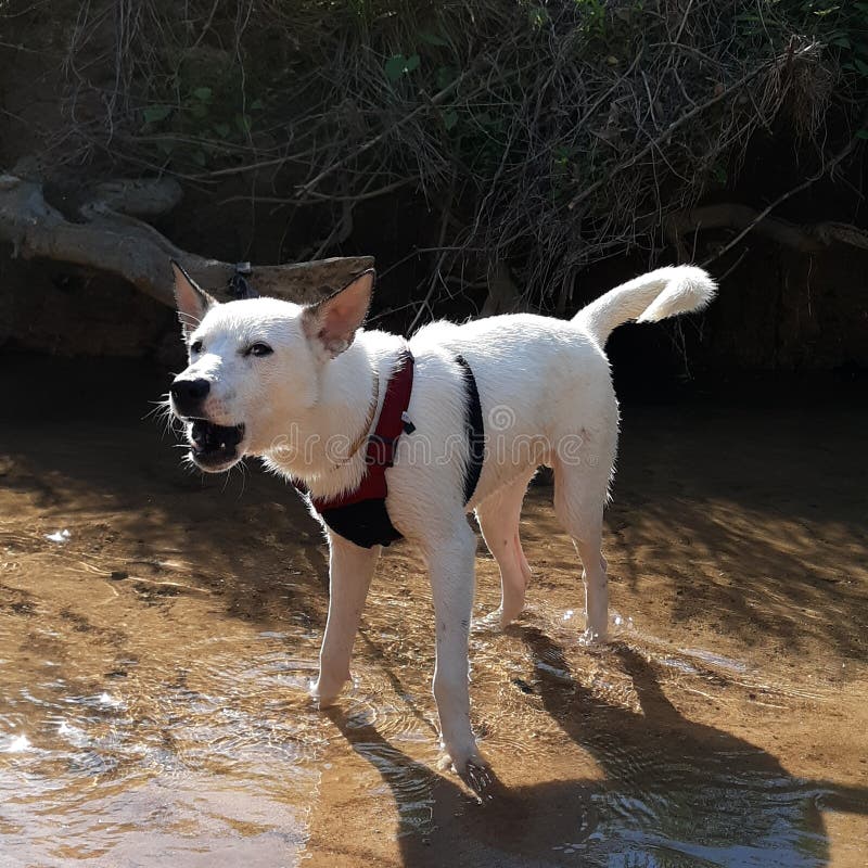 Ruff stock image. Image of outside, pitsky, husky, water - 159112321