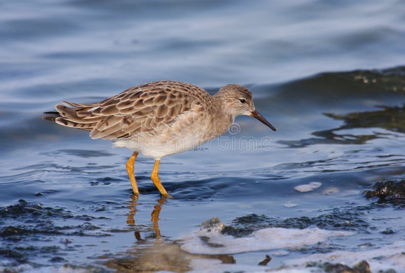 Ruff stock photo. Image of wildlife, common, wader, tringa - 18299922