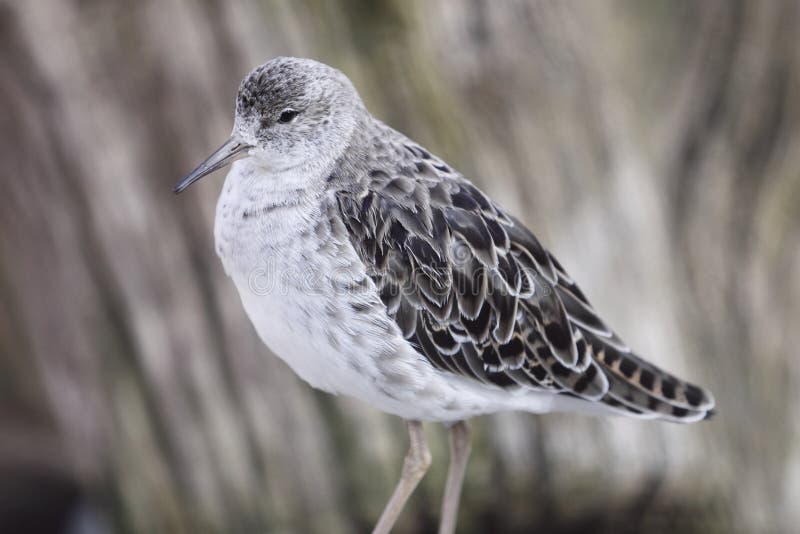 Ruff stock image. Image of philomachus, nature, winter - 18656391
