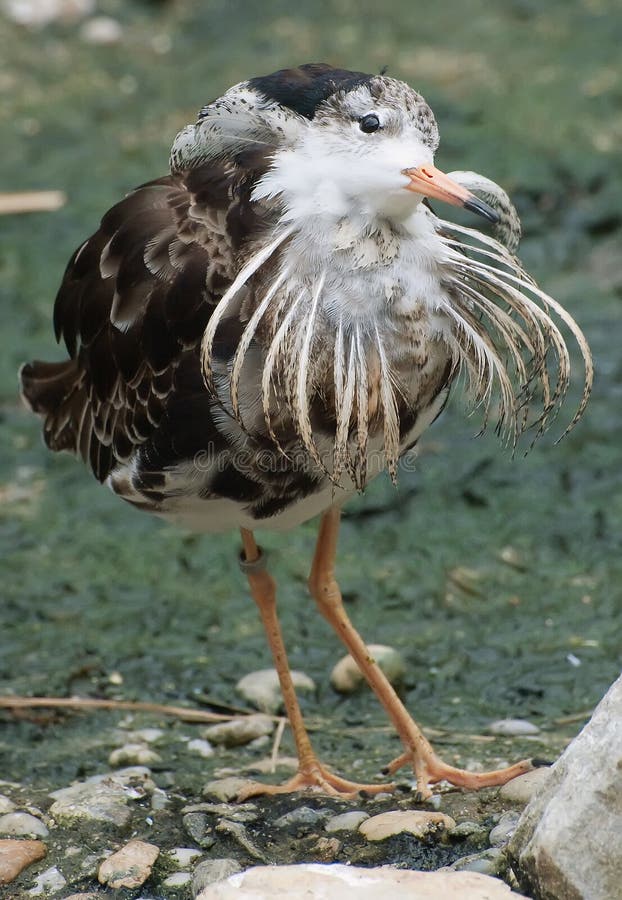 Ruff stock photo. Image of legs, male, ruff, braun, feather - 20515214