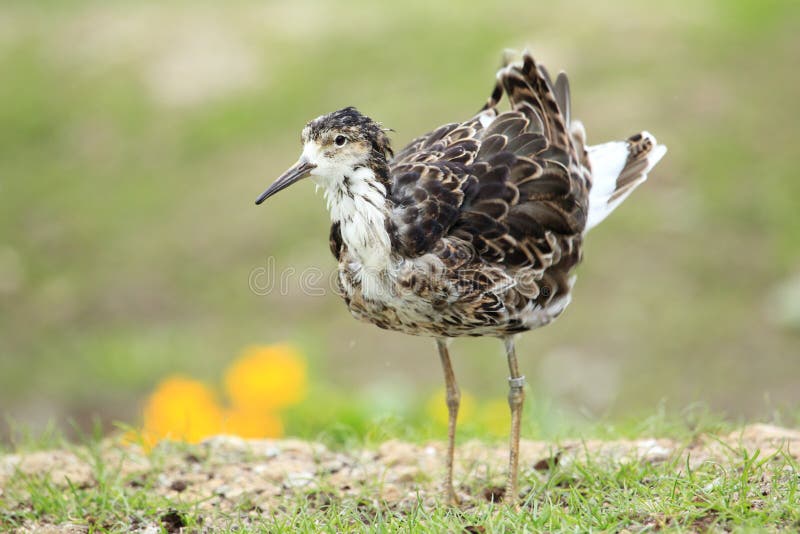 Ruff stock photo. Image of bill, pugnax, animal, bird - 24548448