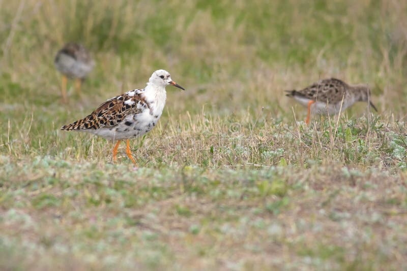 Ruff stock photo. Image of bird, white, ruff, nature, wildlife - 9317312