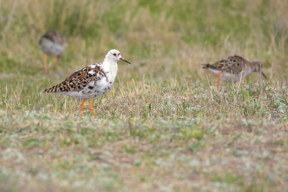 Ruff stock photo. Image of bird, white, ruff, nature, wildlife - 9317312
