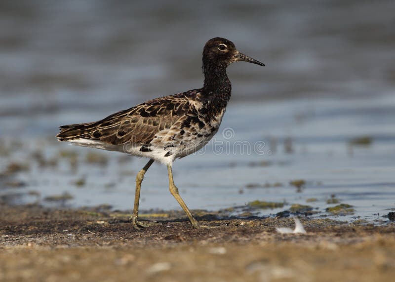 Ruff stock image. Image of sandpiper, wildlife, animals - 84637615