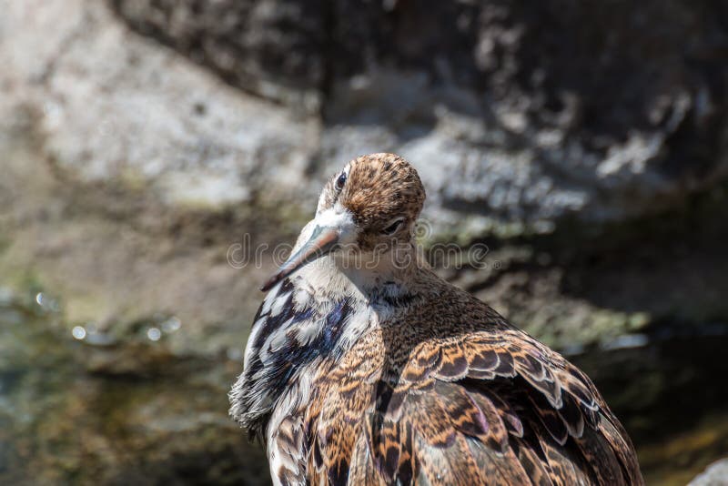 Ruff bird of group flying stock photo. Image of bird - 134447046