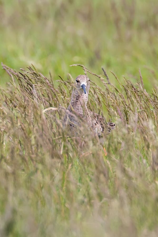 Ruff Bird on Grassland Philomachus Pugnax Ruff Wader Bird Stock Image ...