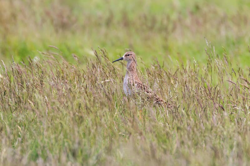 Ruff Bird on Grassland Philomachus Pugnax Ruff Wader Bird Stock Photo ...