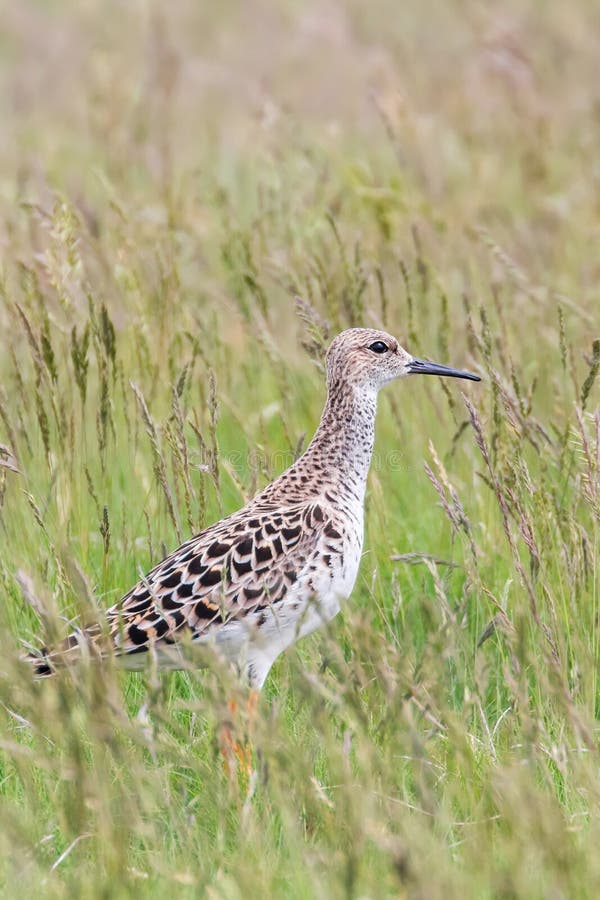 Ruff bird of group flying stock photo. Image of bird - 134447046