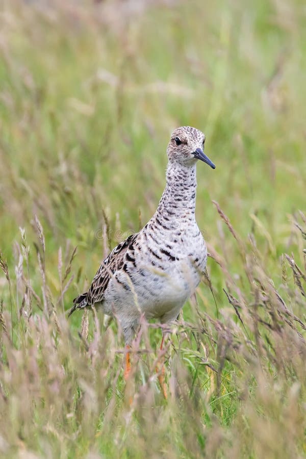 Ruff Bird on Grassland Philomachus Pugnax Ruff Wader Bird Stock Image ...