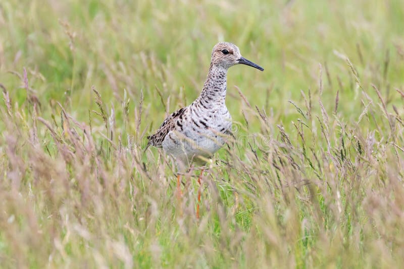 Ruff bird of group flying stock photo. Image of bird - 134447046