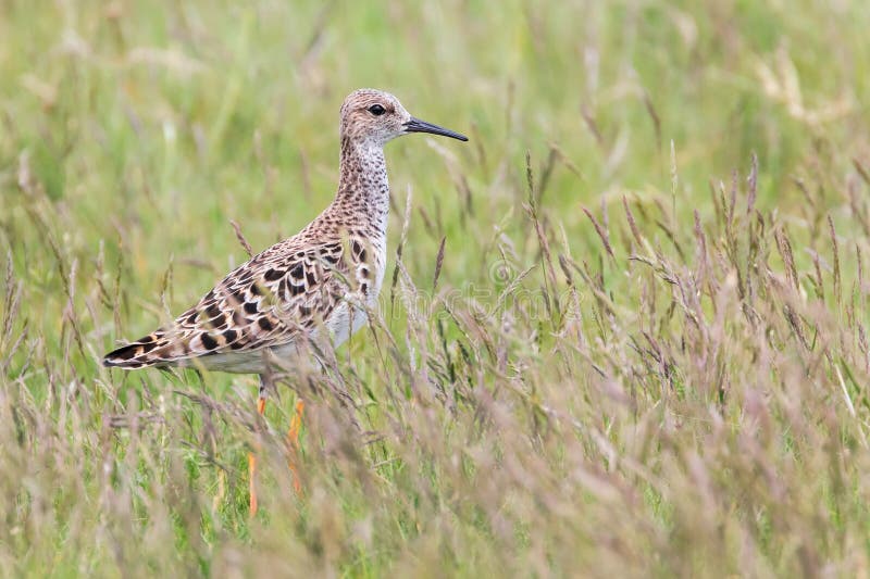 Ruff Bird on Grassland Philomachus Pugnax Ruff Wader Bird Stock Photo ...
