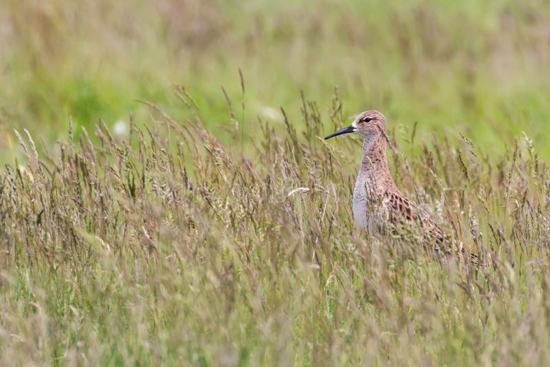 Ruff Bird on Grassland Philomachus Pugnax Ruff Wader Bird Stock Image ...