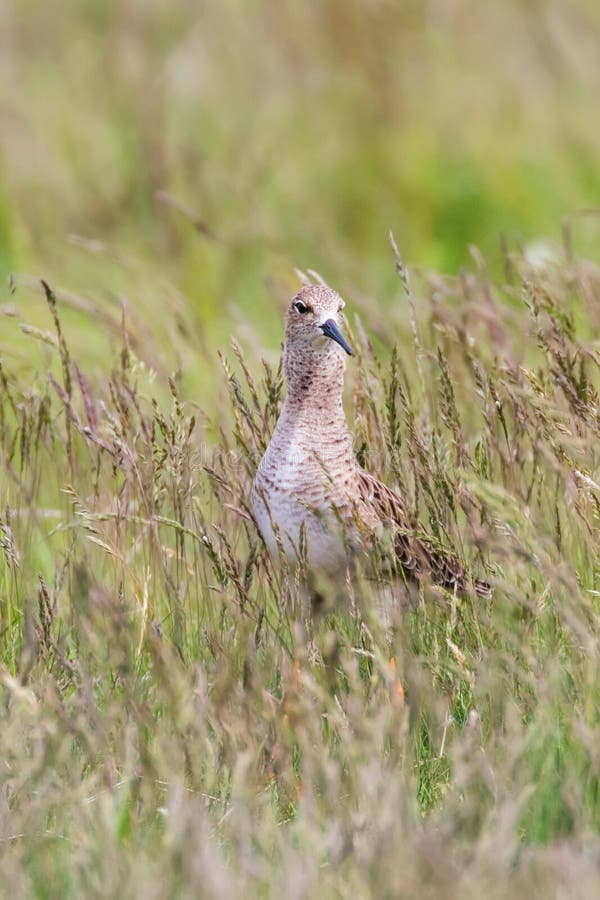 Ruff Bird on Grassland Philomachus Pugnax Ruff Wader Bird Stock Image ...