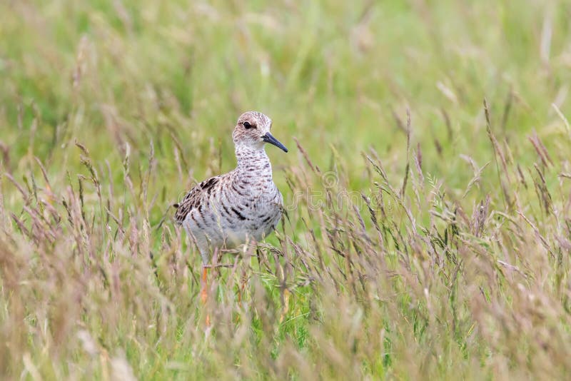 Ruff Bird on Grassland Philomachus Pugnax Ruff Wader Bird Stock Photo ...