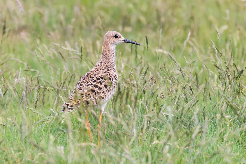 Ruff Bird on Grassland Philomachus Pugnax Ruff Wader Bird Stock Image ...