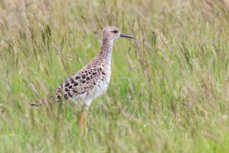 Ruff Bird on Grassland Philomachus Pugnax Ruff Wader Bird Stock Image ...