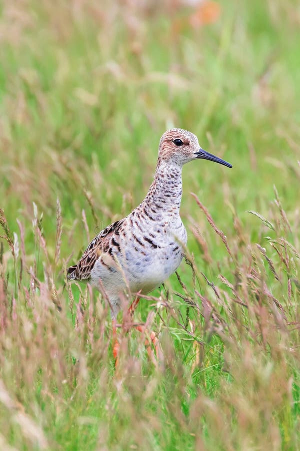 Ruff Bird on Grassland Philomachus Pugnax Ruff Wader Bird Stock Photo ...
