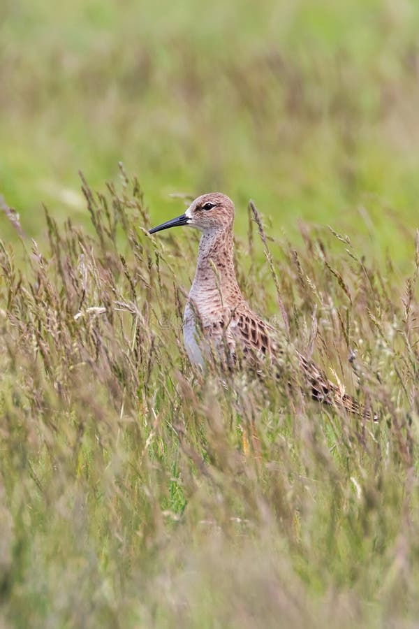 Ruff bird of group flying stock photo. Image of bird - 134447046