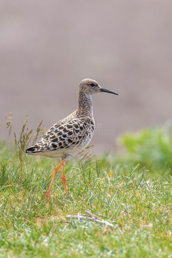 Ruff Bird Philomachus Pugnax Ruff Wader Bird Stock Photo - Image of ...