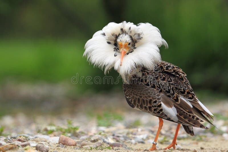 Ruff in breeding plumage stock photo. Image of standing - 36633492