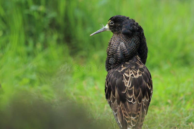 Ruff stock photo. Image of bird, pugnax, female, strolling - 48459168