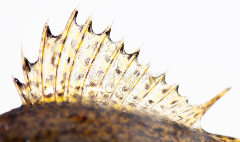 Ruff Fish Isolated on a White Background Stock Image - Image of fresh ...