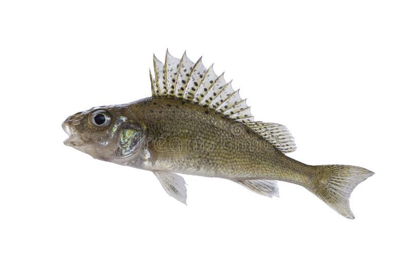 Ruffe Isolated Stock Photos - Free & Royalty-Free Stock Photos from ...