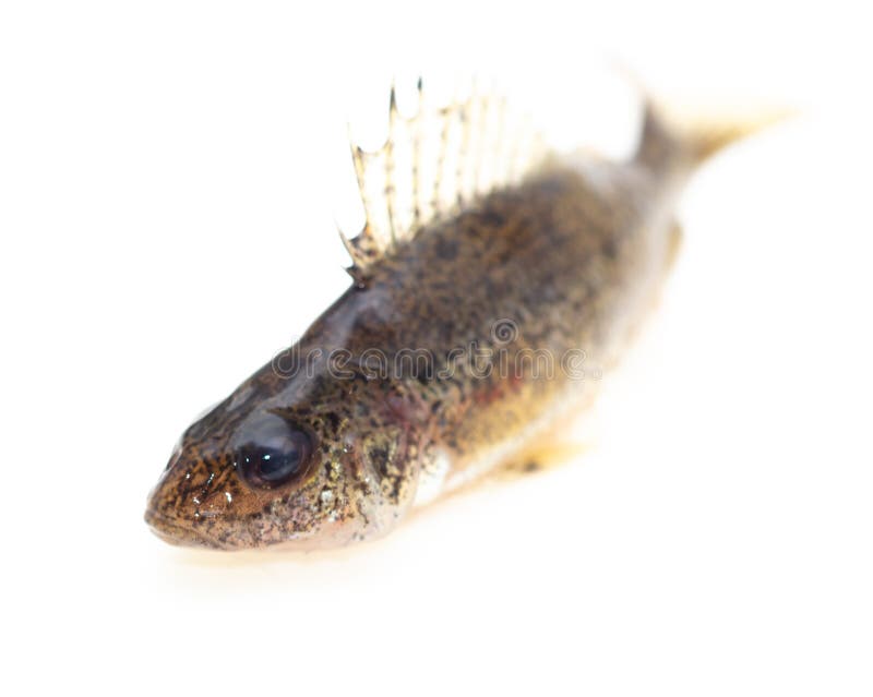 Ruff Fish Fin Isolated on a White Background Stock Photo - Image of ...