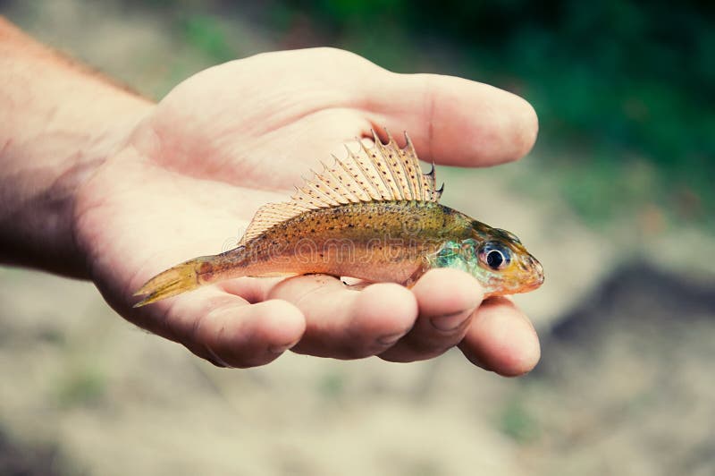 Ruffe Fish (Gymnophalus Cernua) Stock Image - Image of fish, fresh ...