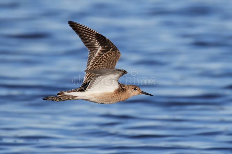 Ruff Philomachus pugnax stock photo. Image of wildlife - 108684932