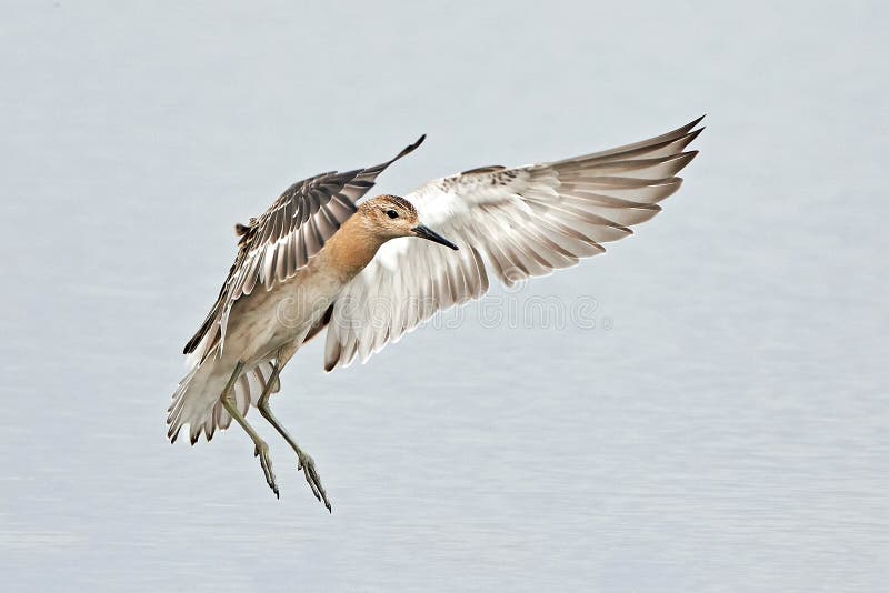 Ruff Philomachus pugnax stock photo. Image of shorebird - 108685008