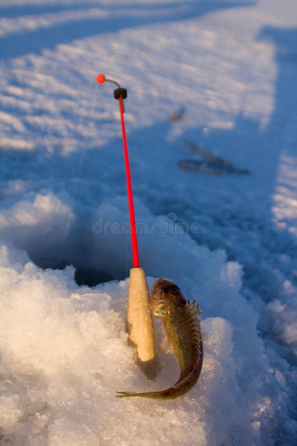 Ruff on ice fishing stock image. Image of waiting, freshwater - 34744735