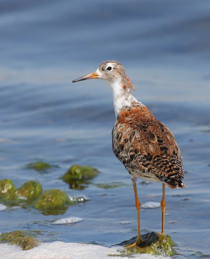 Ruff male resting on rock stock image. Image of closeup - 20369209
