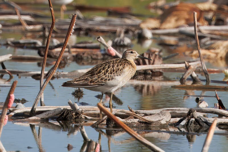 Ruff in Mud Lotus Root Field Stock Photo - Image of wildlife, field ...