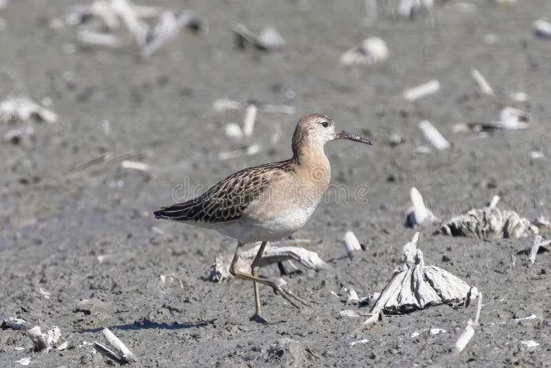 Ruff in Mud Lotus Root Field Stock Image - Image of nature, wildlife ...
