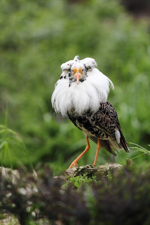 Ruff stock image. Image of ruff, animal, staying, nature - 31352743