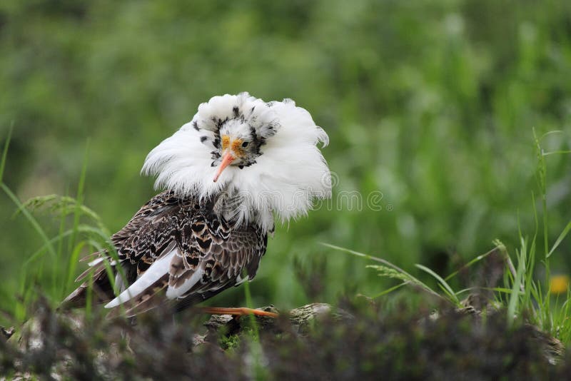Ruff stock image. Image of wildlife, grass, plumage, black - 31352753