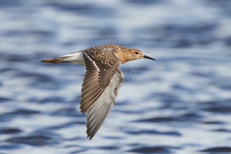 Ruff (Philomachus pugnax) stock image. Image of wildlife - 79681523