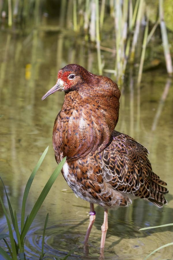 Ruff, Philomachus pugnax stock photo. Image of ruff, animal - 73244596