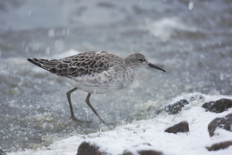 Ruff on the snow stock photo. Image of dorsal, winter - 23670540