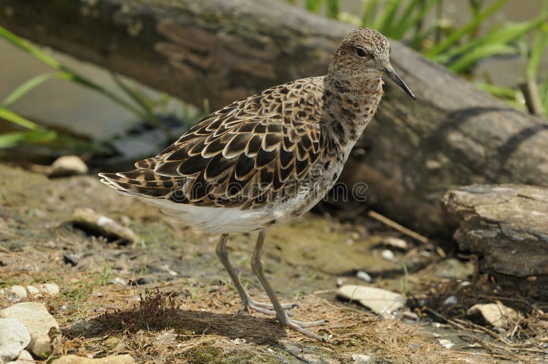 Ruff stock image. Image of winter, wader, lake, british - 33231393