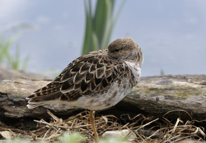 Ruff stock image. Image of landscape, british, philomachus - 120782957