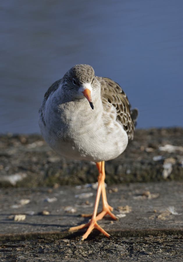 Ruff stock image. Image of portrait, england, bird, wildlife - 114116557